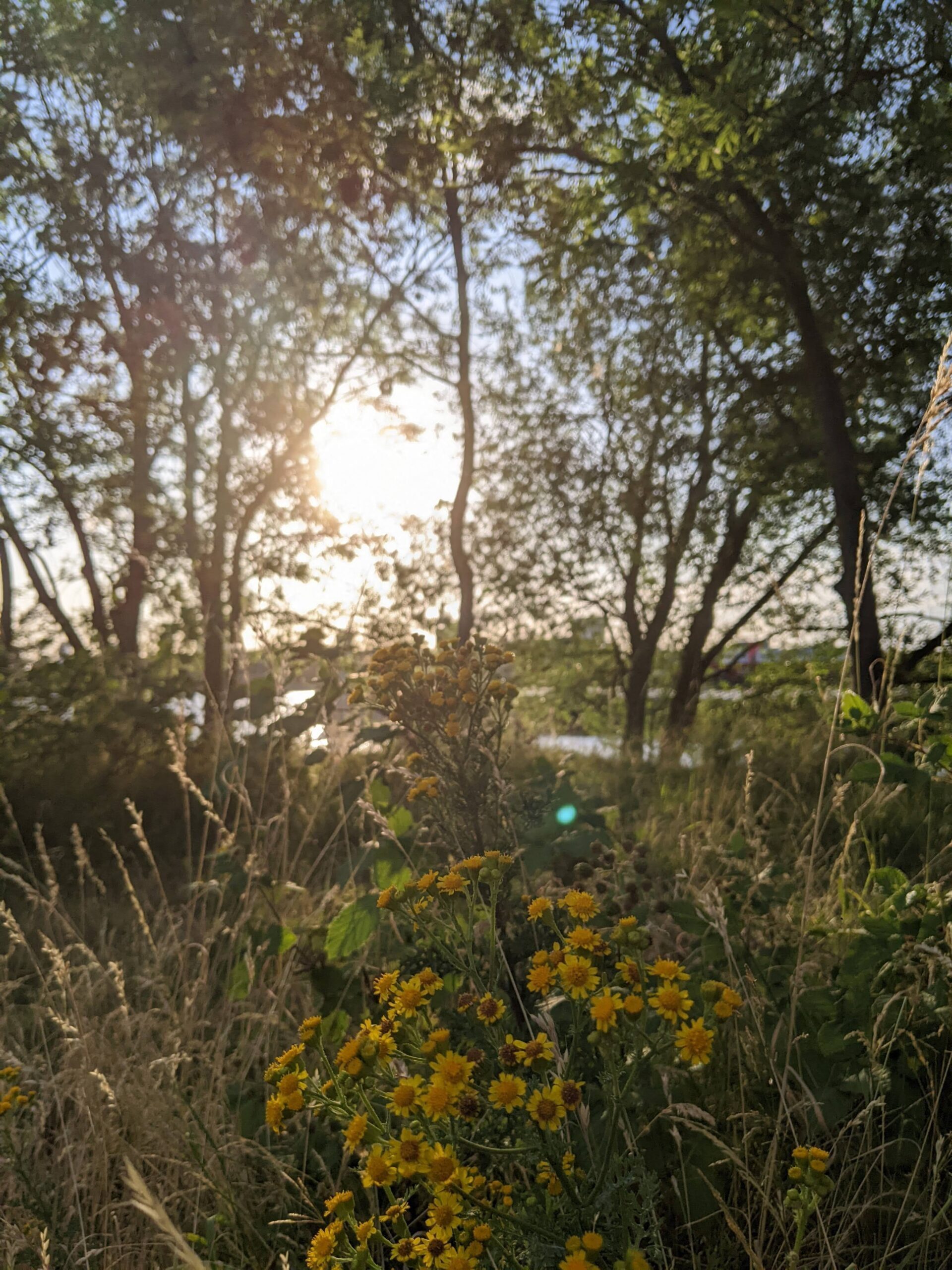 Op pad met een psycholoog in de natuur van Rotterdam ...